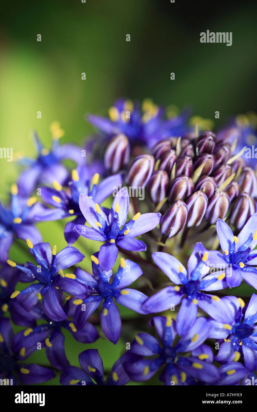 Scilla peruviana Peruvian Lily Stock Photo - Alamy