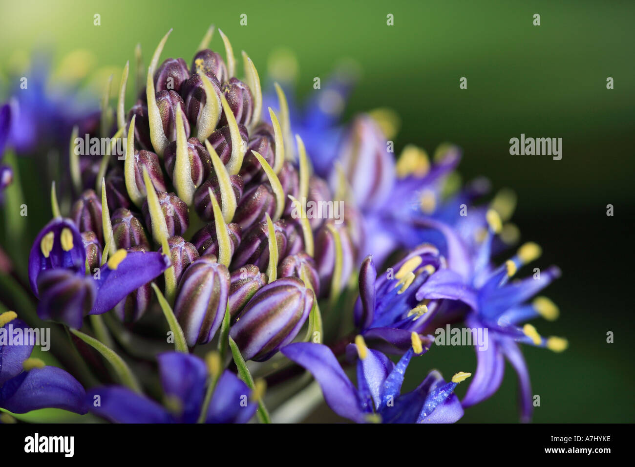 Scilla peruviana Peruvian lily Stock Photo - Alamy
