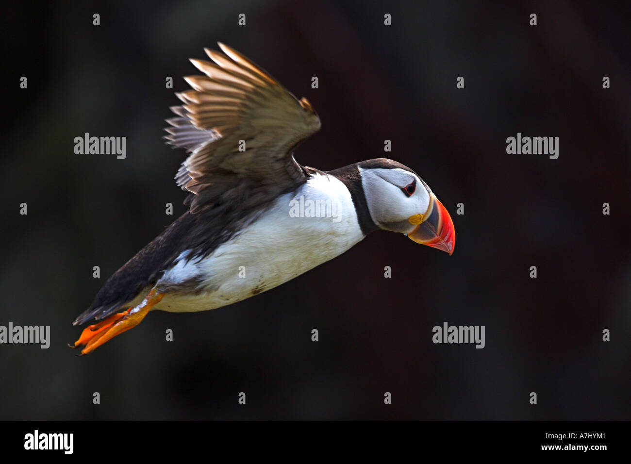 Puffin in flight Stock Photo - Alamy