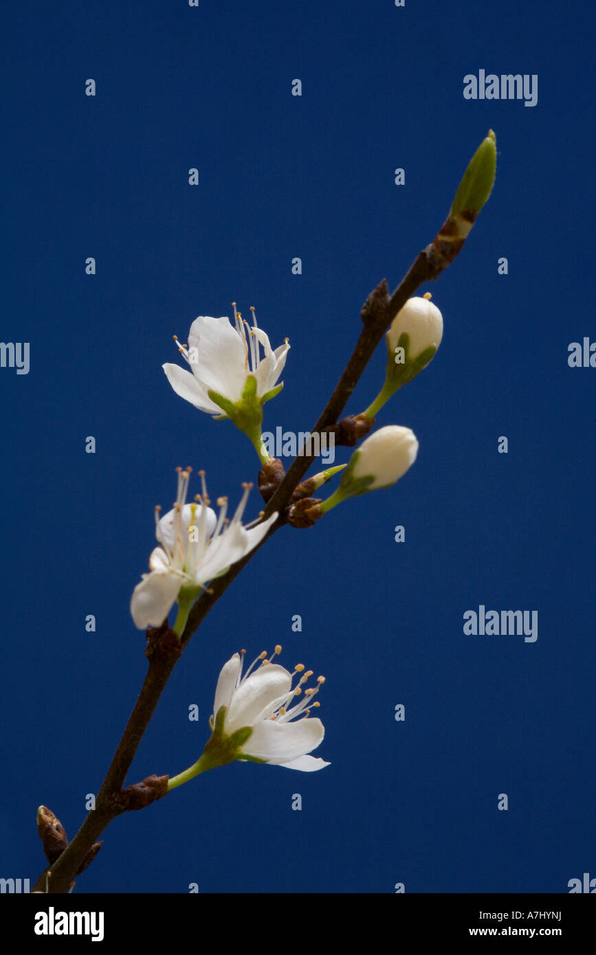 Closeup of twig with flowers and buds of Blackthorn (Prunus spinosa ...