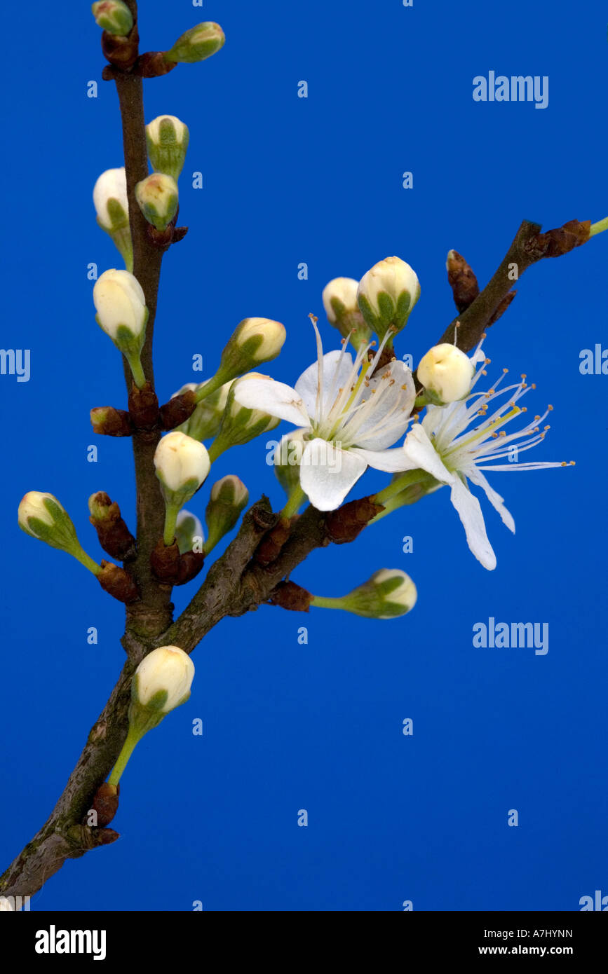 Closeup of twig with flowers and buds of Blackthorn (Prunus spinosa ...