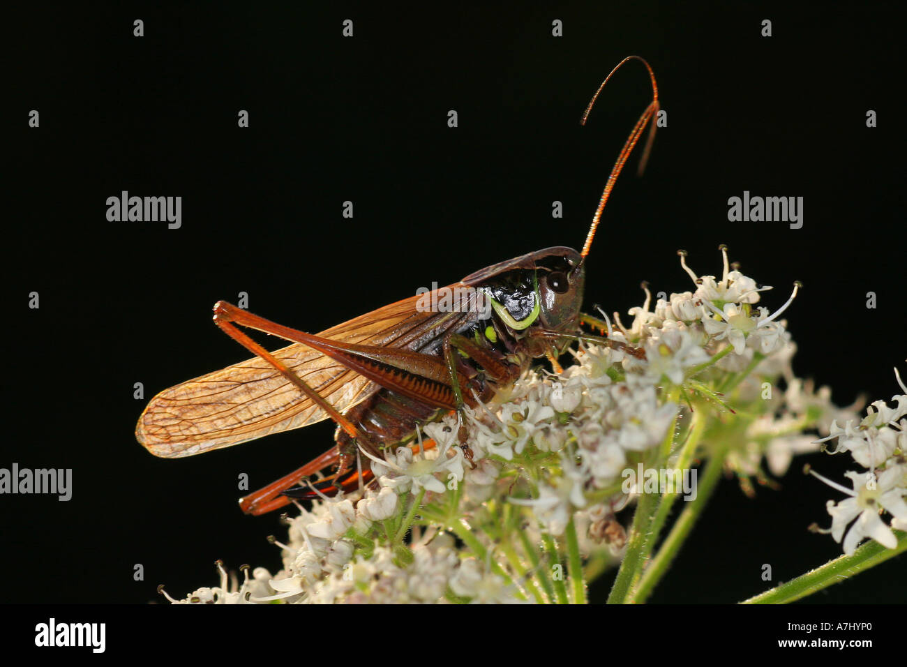 Roesel's Bush Cricket Stock Photo - Alamy