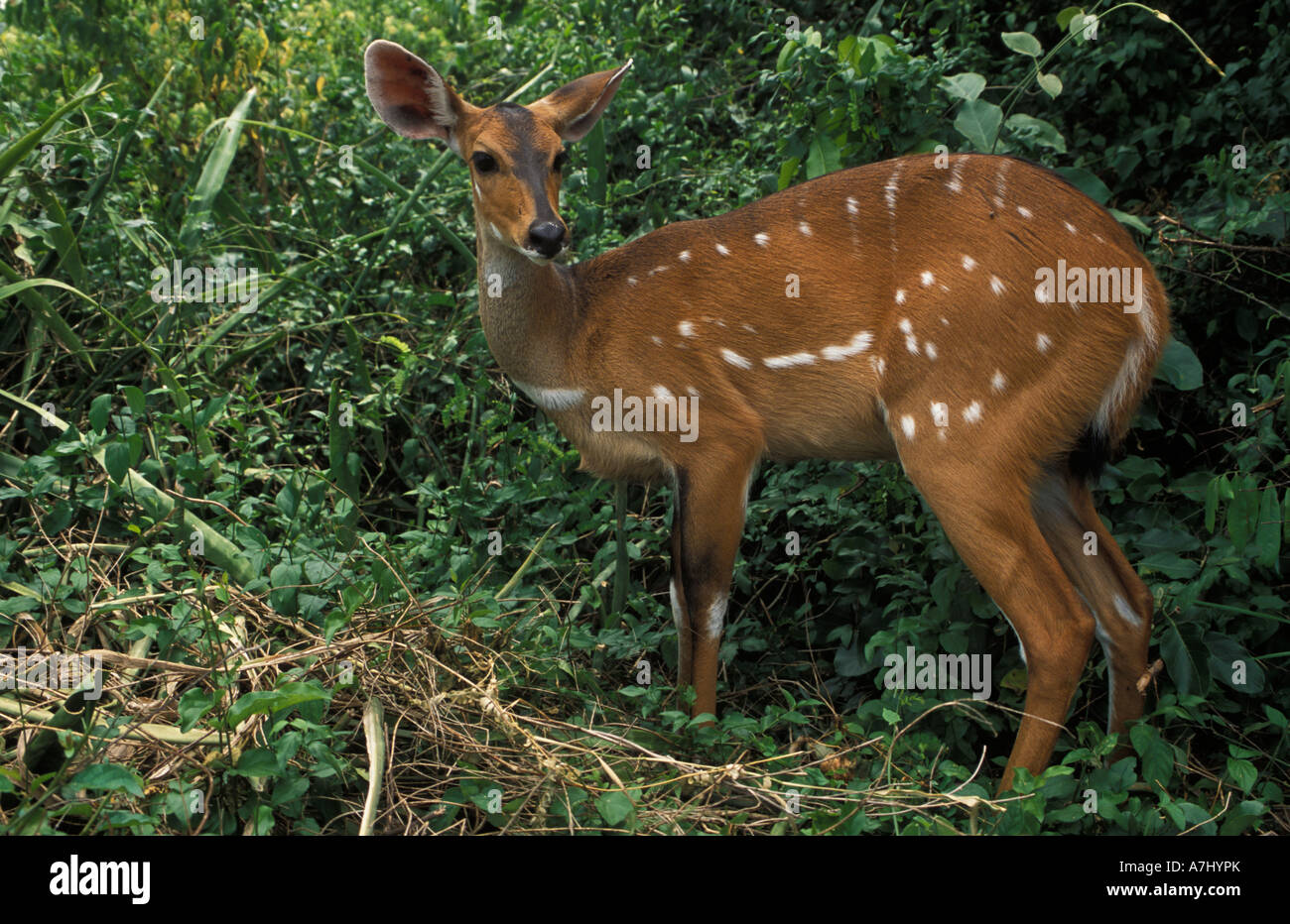 Bushbuck Tragelaphus scriptus Murchison Falls National Park Uganda ...
