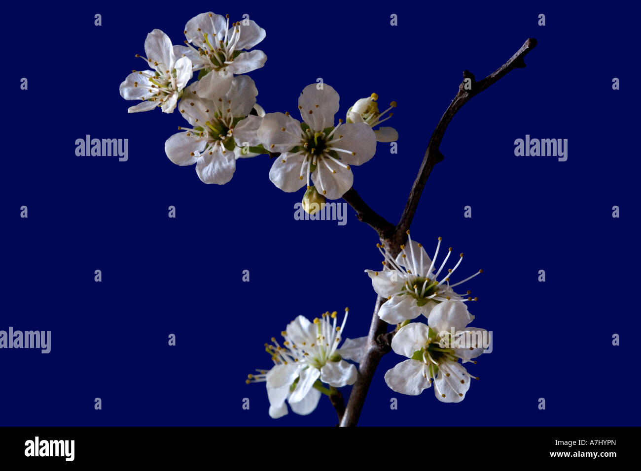 Closeup of twig with flowers of Blackthorn Prunus spinosa Stock Photo ...