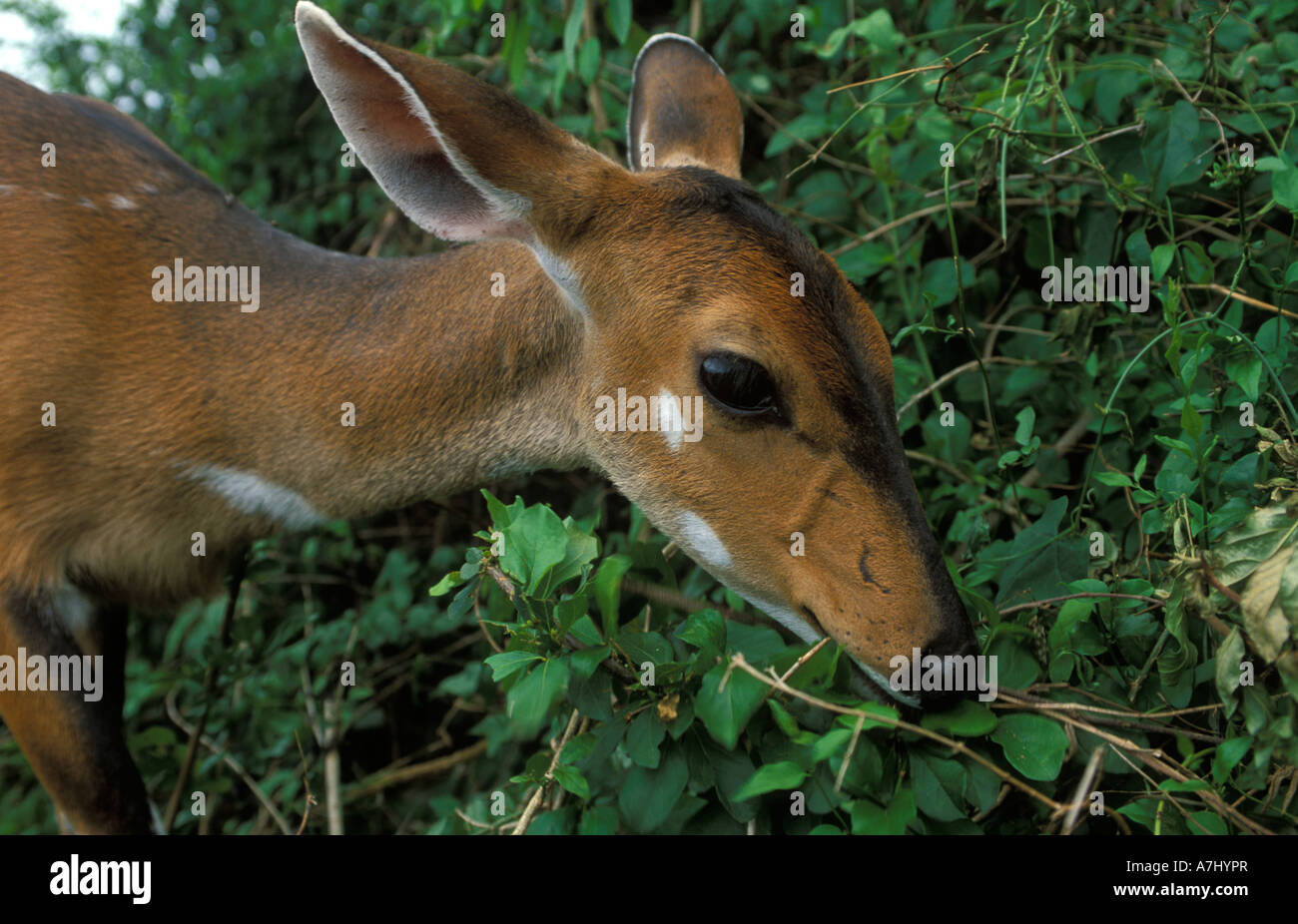 Bushbuck Tragelaphus scriptus Murchison Falls National Park Uganda ...