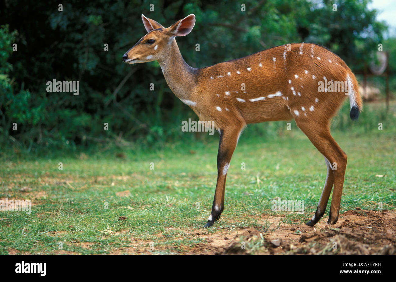 Bushbuck Tragelaphus scriptus Murchison Falls National Park Uganda ...