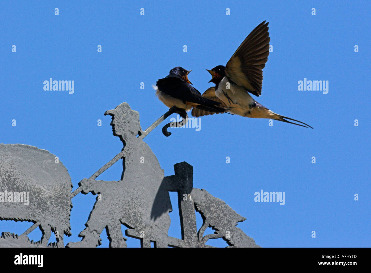 Courting flight hi-res stock photography and images - Alamy
