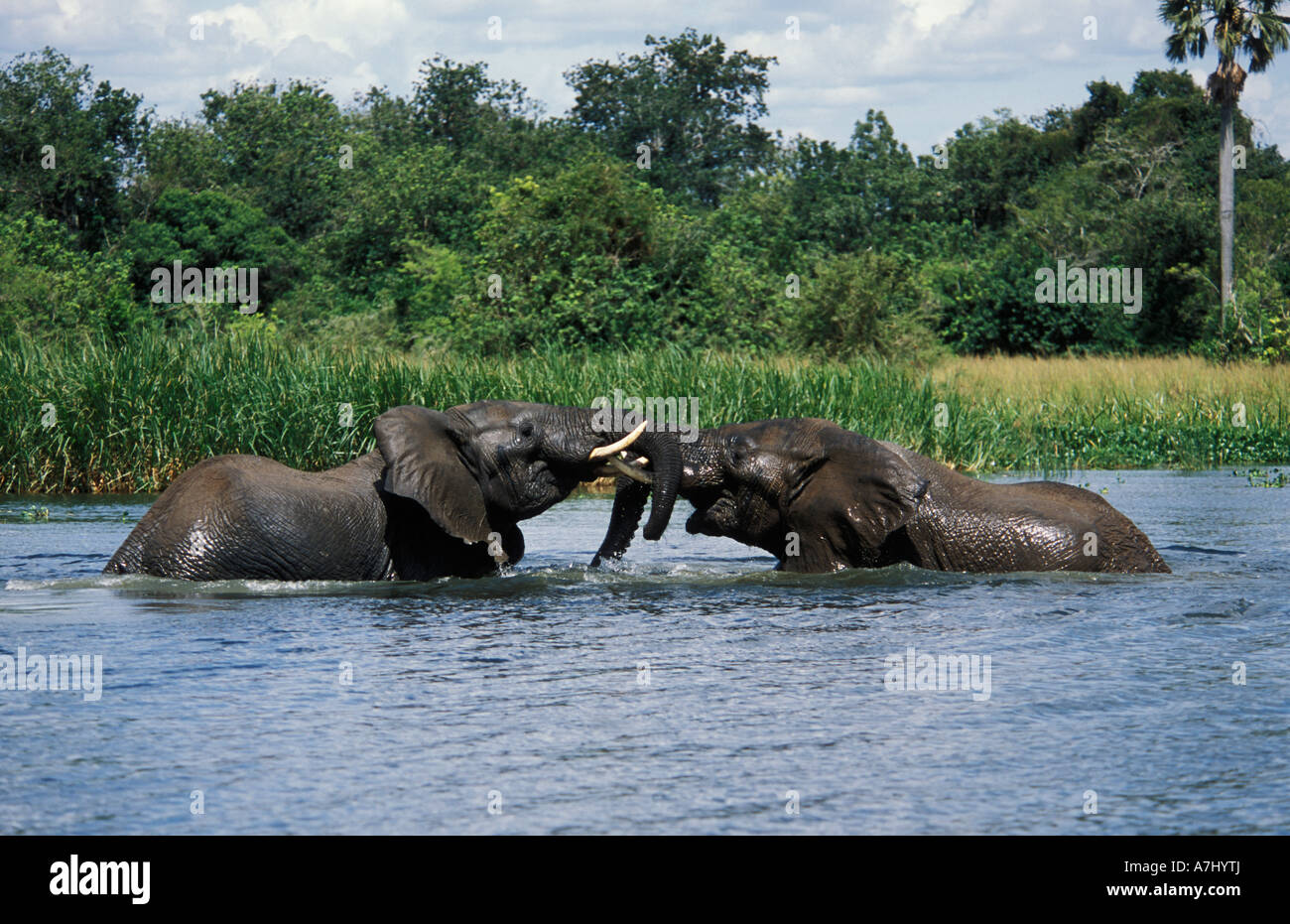 African elephants Loxodonta africana playing in the Nile Murchison ...