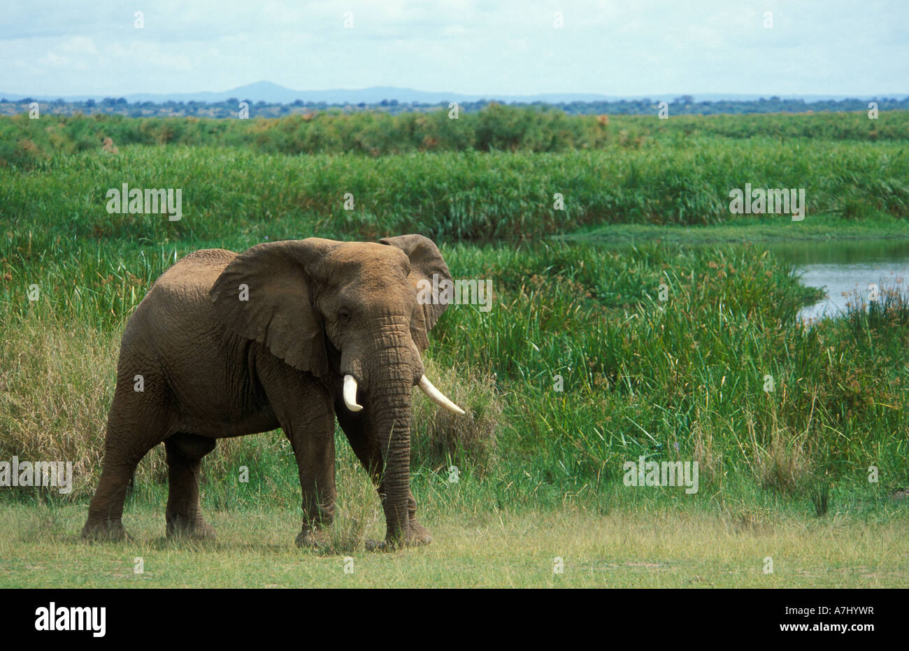 African elephant Loxodonta africana at the Nile river Murchison Falls ...