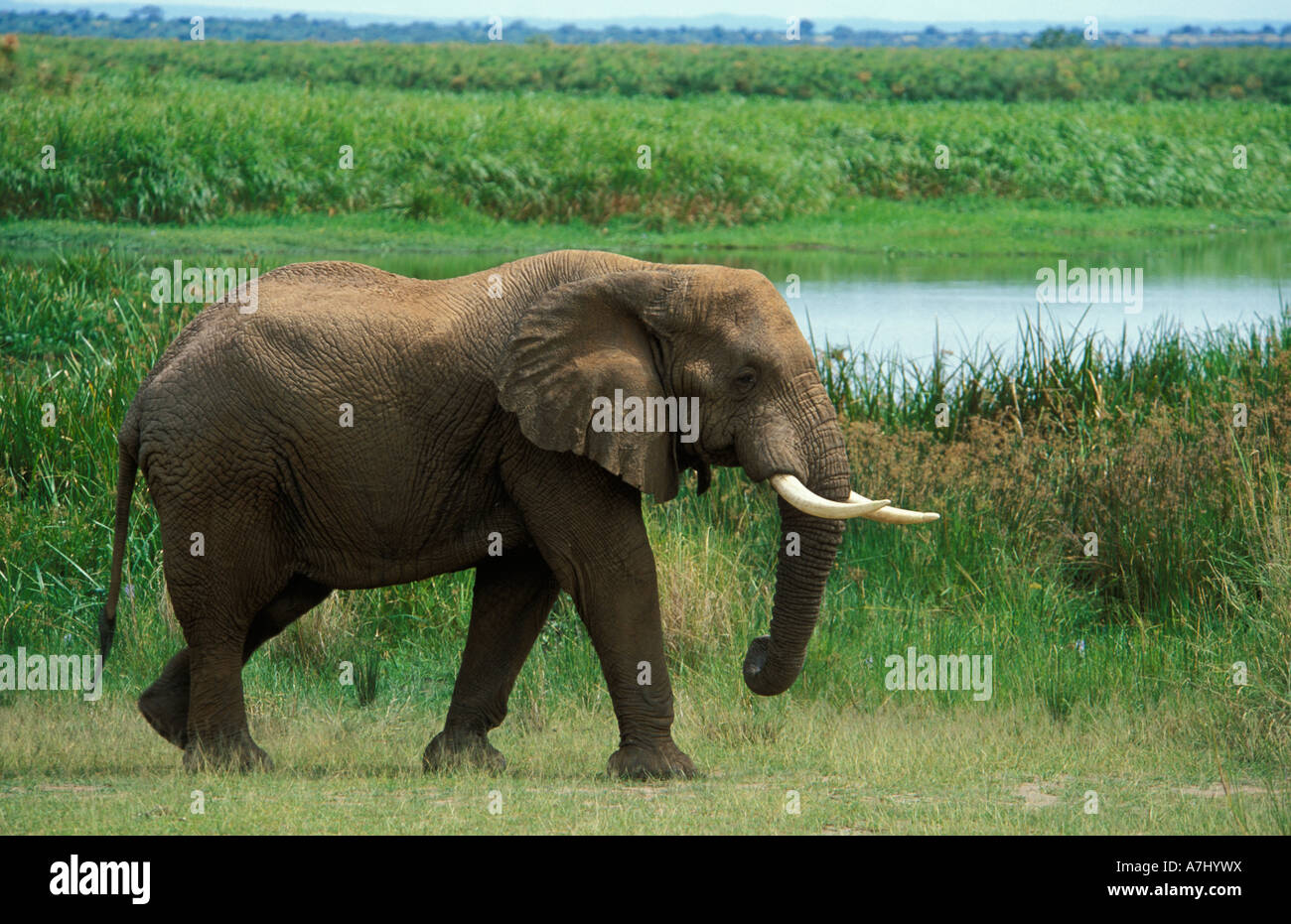 African elephant Loxodonta africana at the Nile river Murchison Falls ...