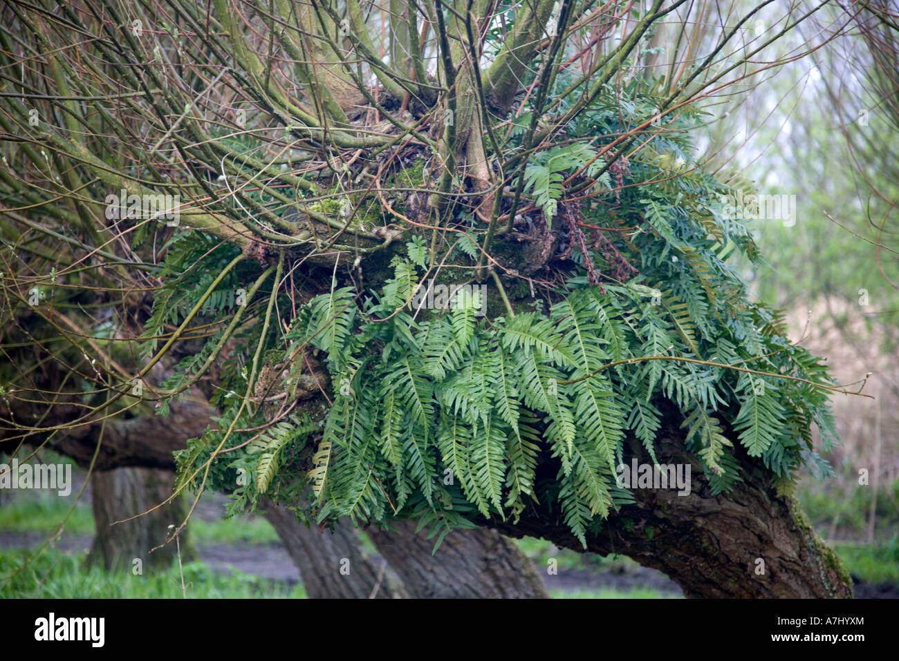 Polypody Fern Tree High Resolution Stock Photography and Images - Alamy