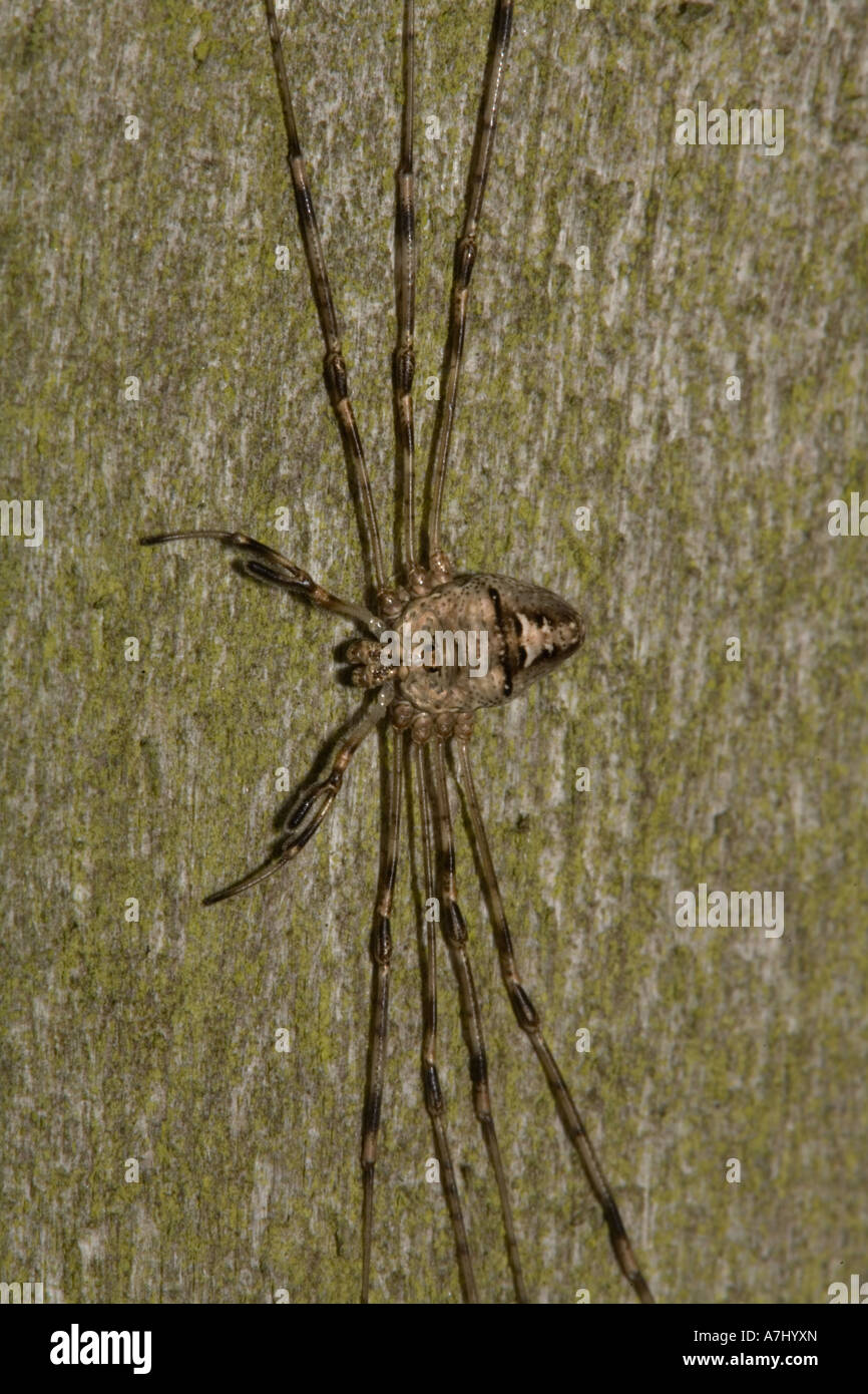 Harvestman hi-res stock photography and images - Alamy