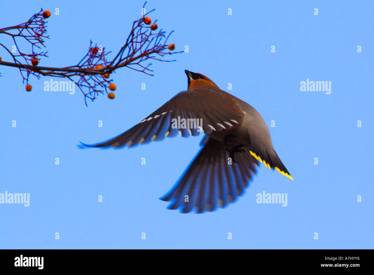 Waxwing in flight Stock Photo - Alamy
