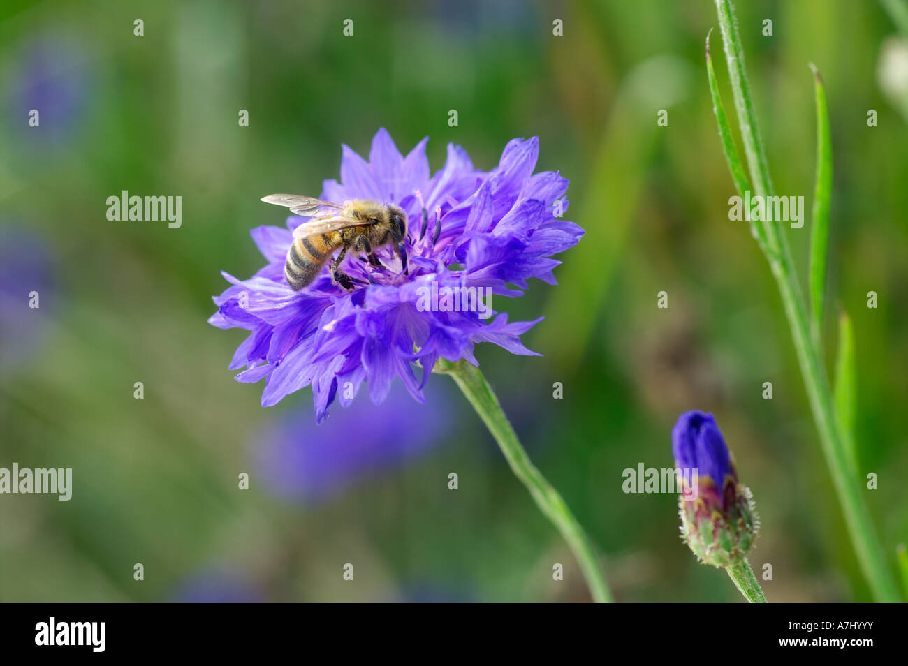 bee on cornflower centaurea cyanus Stock Photo - Alamy