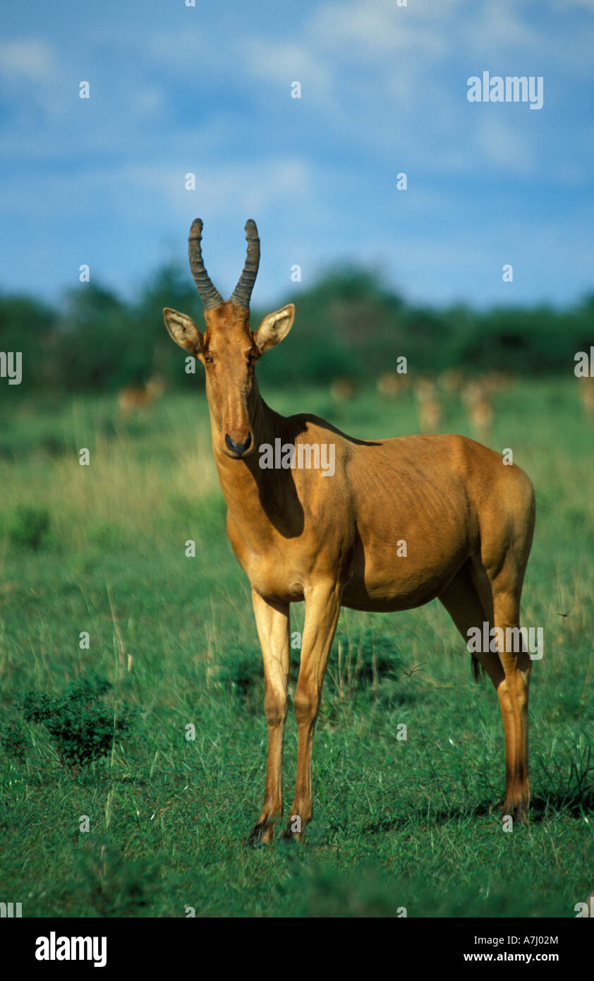 Jackson's Hartebeest Alcelaphus buselaphus jacksoni Murchison Falls ...