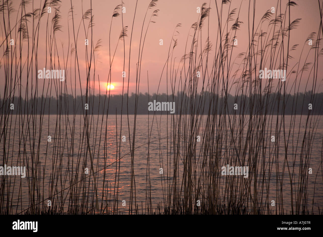 Rising sun along river Nieuwe Merwede seen through a curtain of reed ...
