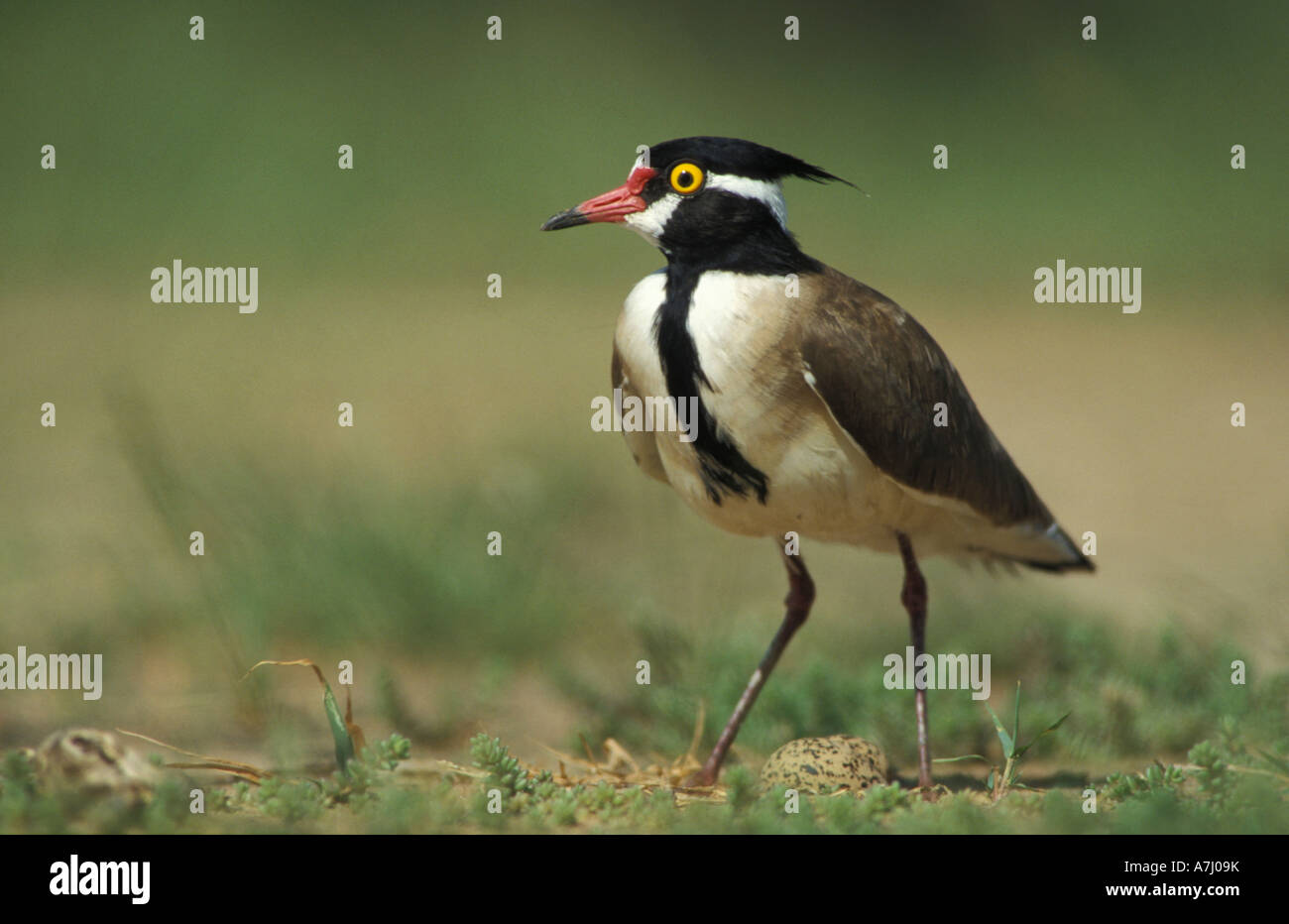Black-headed lapwing with eggs Vanellus tectus Murchison Falls National ...