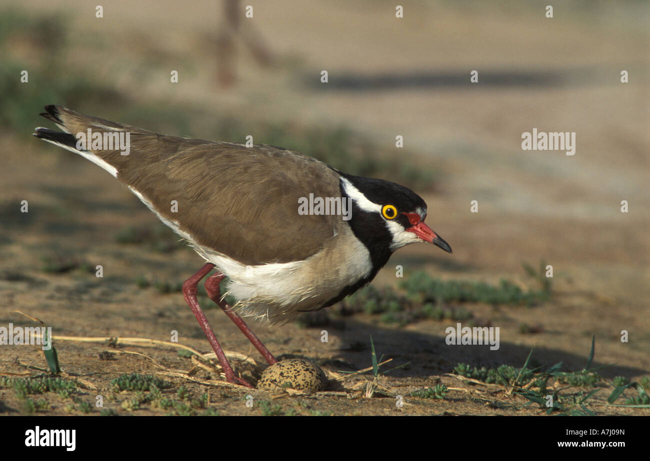 Black headed lapwing hi-res stock photography and images - Alamy