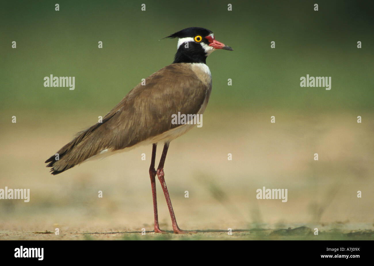 Black headed lapwing hi-res stock photography and images - Alamy