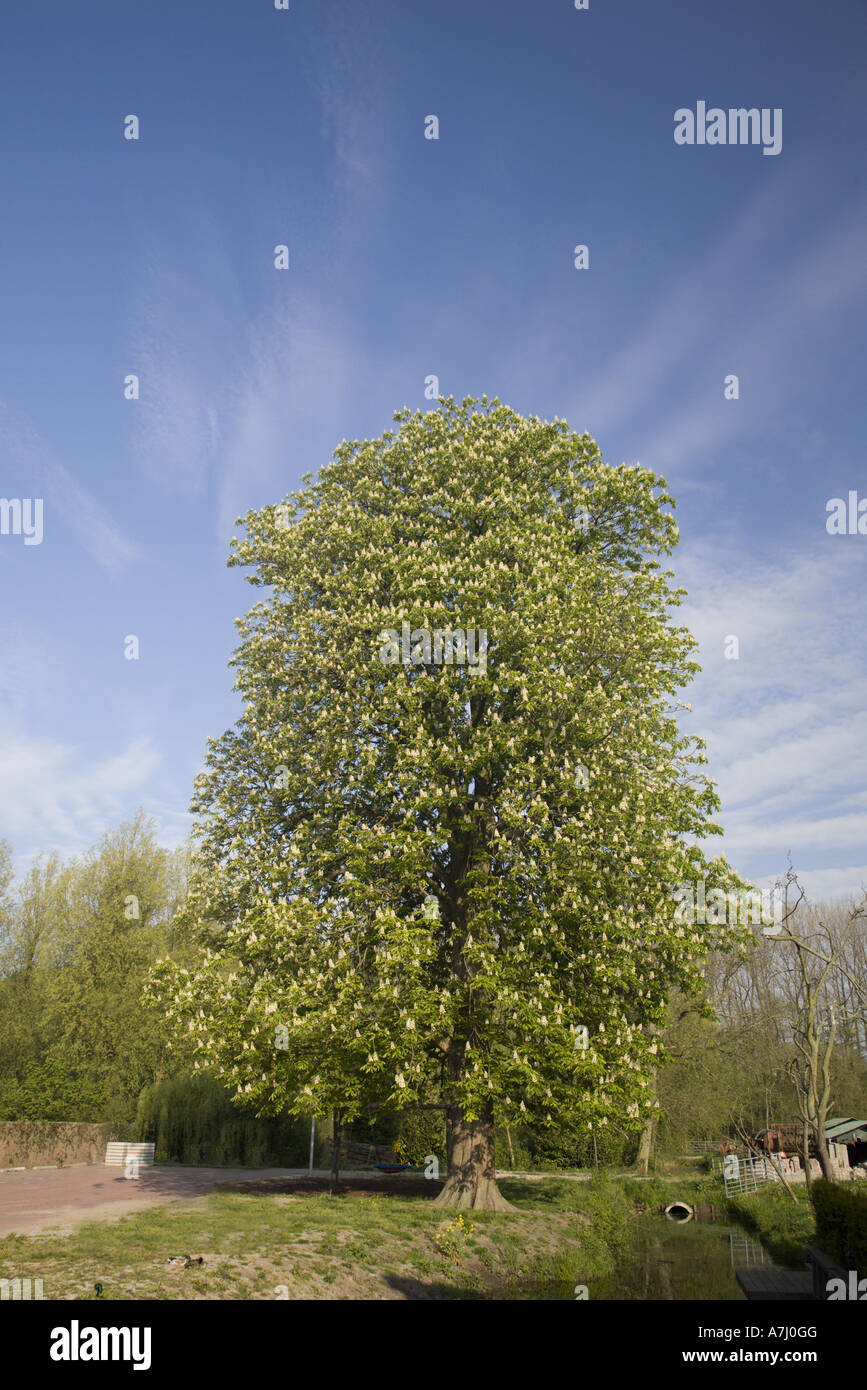 Flowering chestnut tree and blue sky with some white clouds, Holland ...