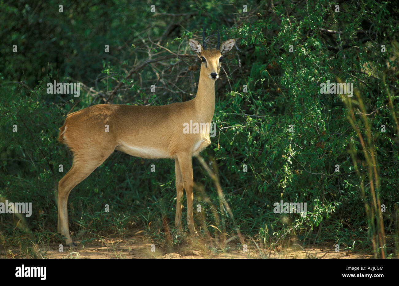 Oribis hi-res stock photography and images - Alamy