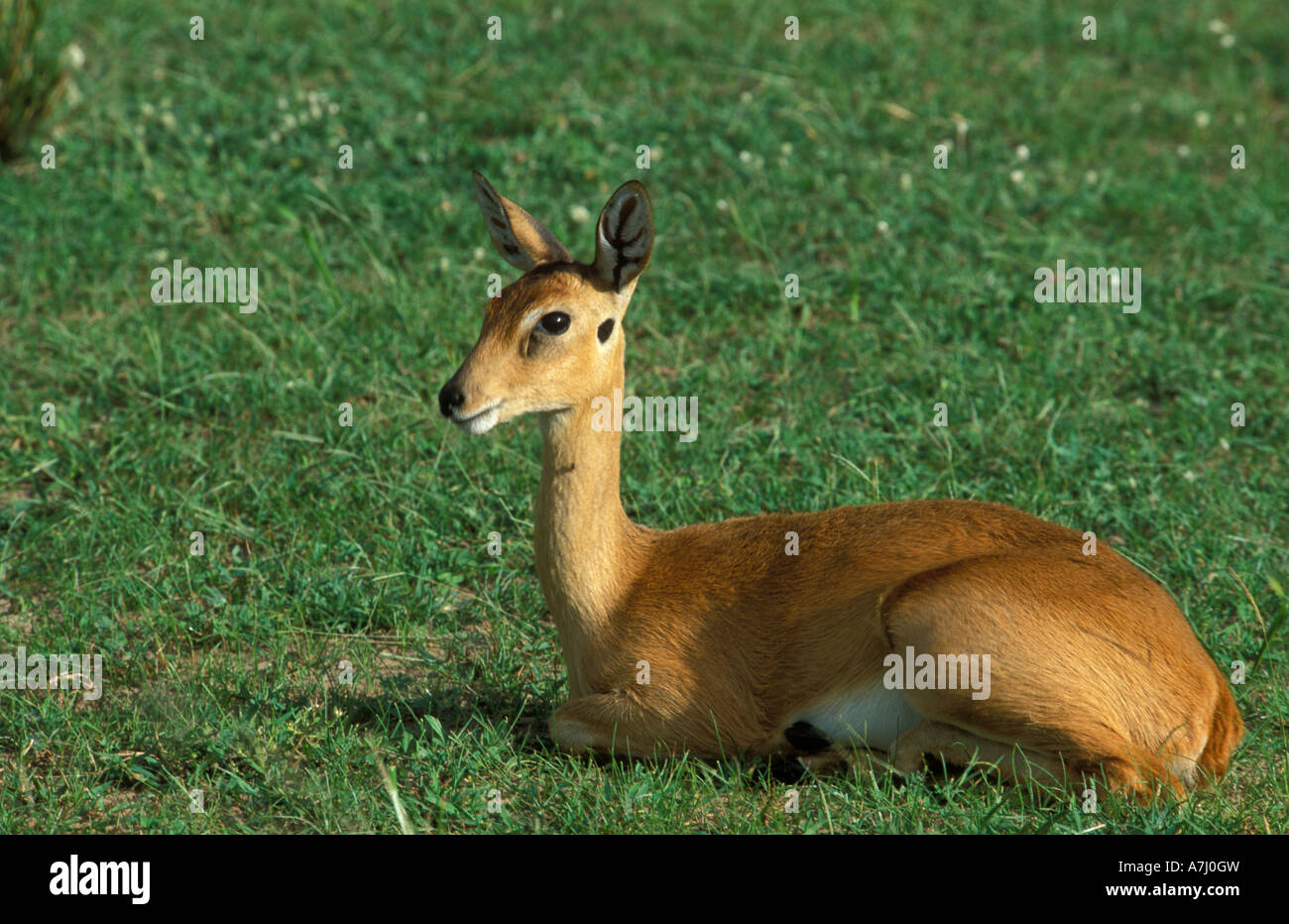 Oribi Ourebia ourebi Murchison Falls National Park Uganda Stock Photo ...
