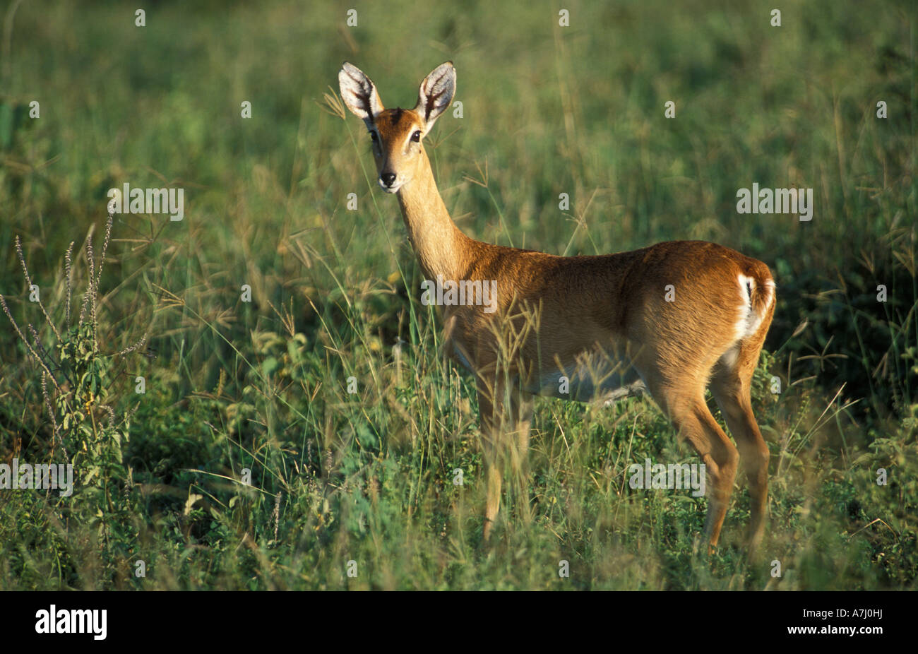 Oribis ourebia ourebi hi-res stock photography and images - Alamy