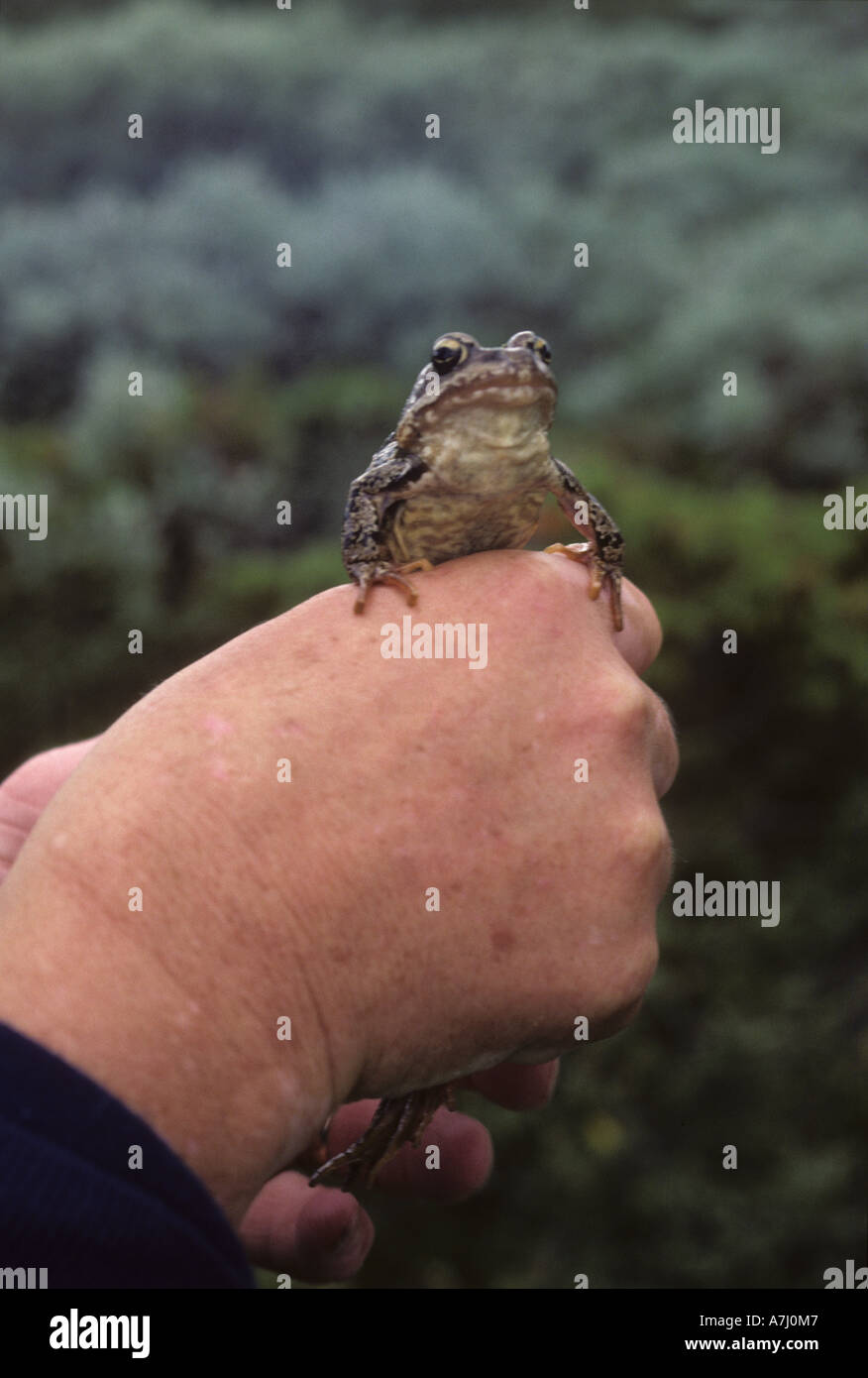 Frog friend on a mountain hike, Norway Stock Photo - Alamy