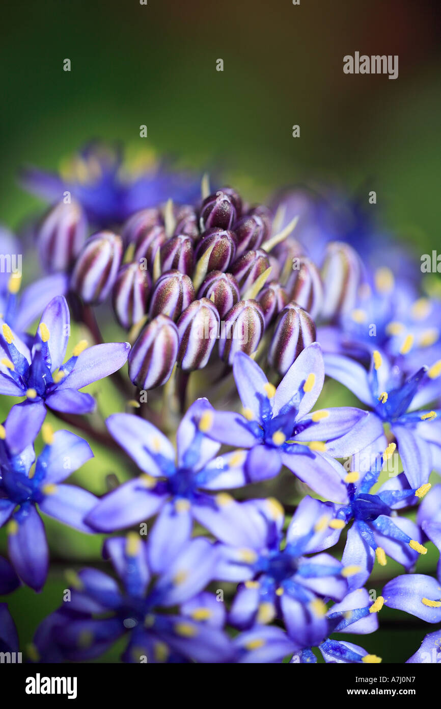 Scilla peruviana Peruvian Lily Stock Photo - Alamy