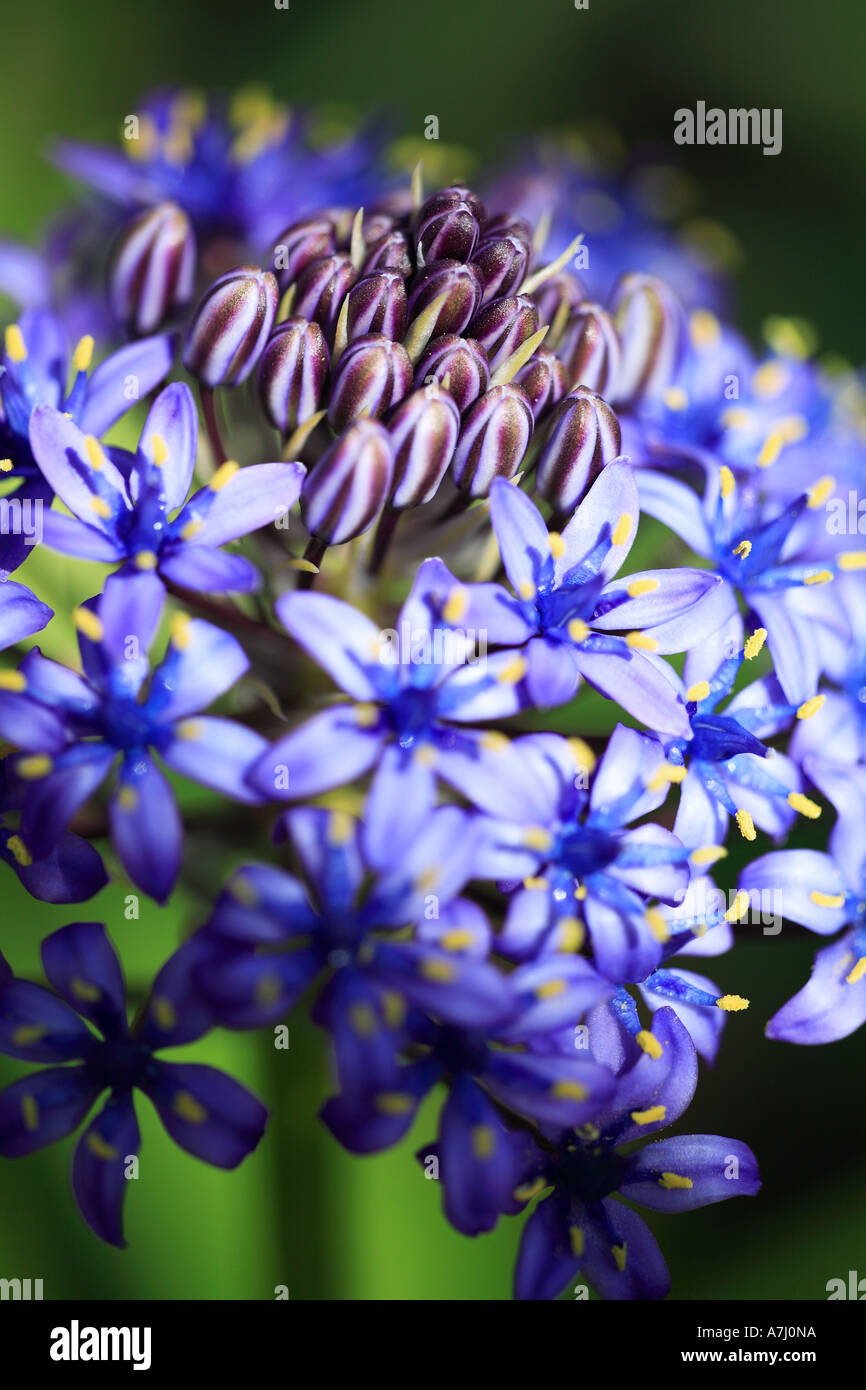 Scilla peruviana Peruvian Lily Stock Photo - Alamy
