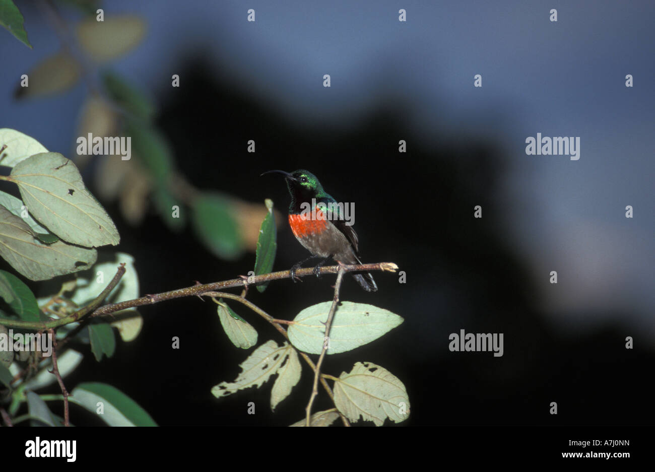 African sunbirds hi-res stock photography and images - Alamy