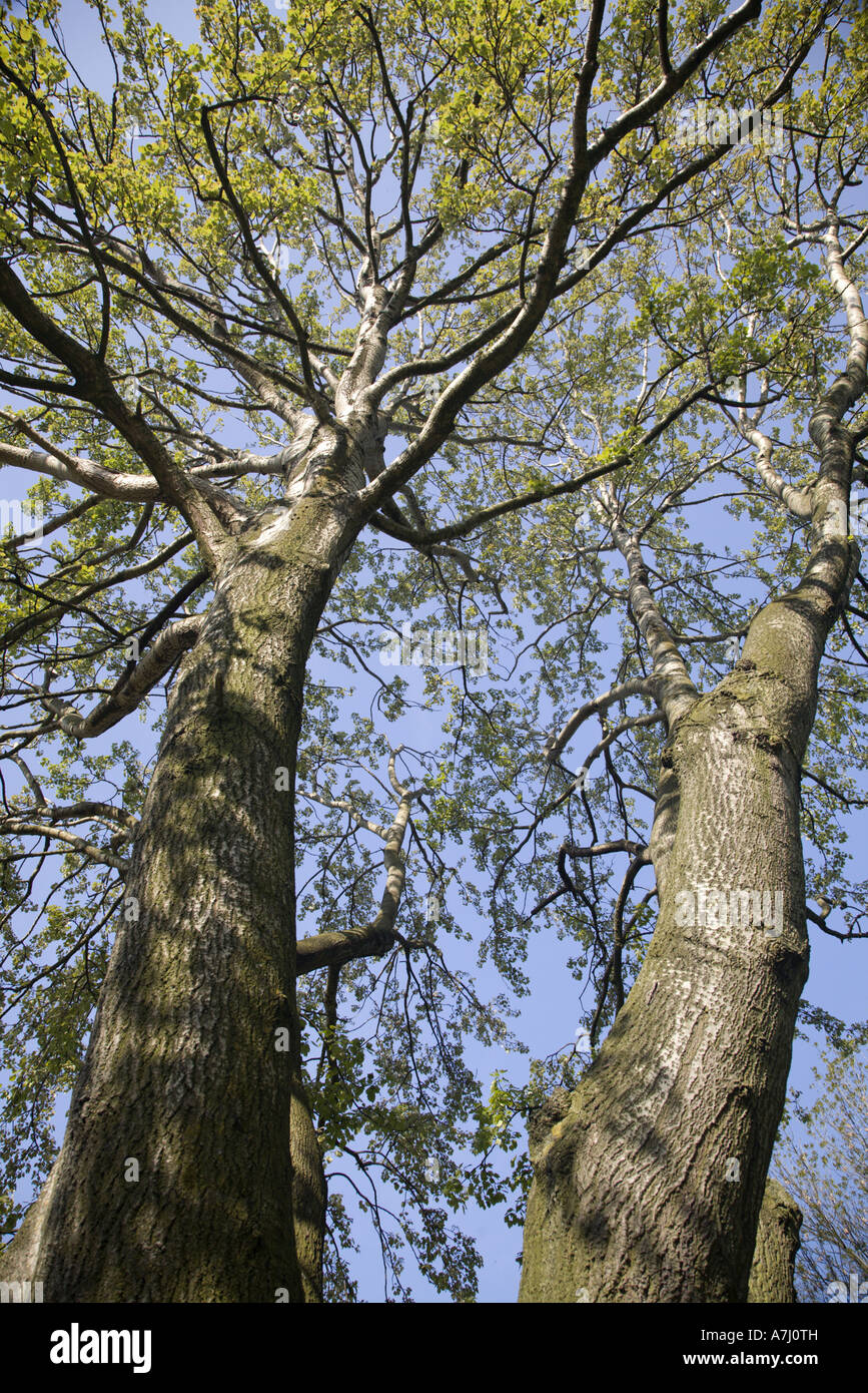 View of tree from bottom to top Holland Stock Photo - Alamy
