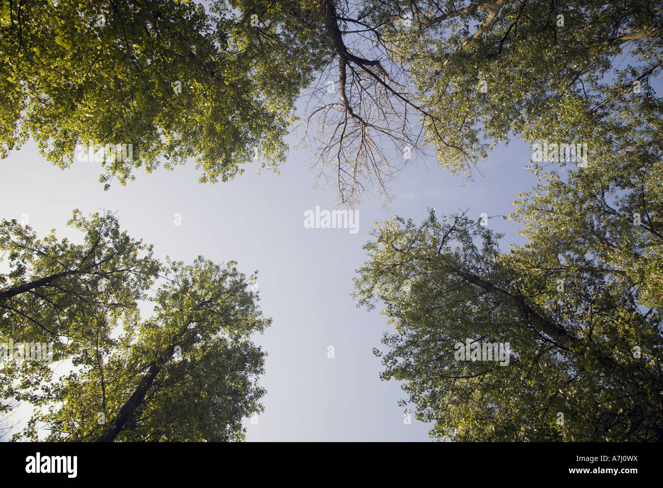 From bottom the top hi-res stock photography and images - Alamy