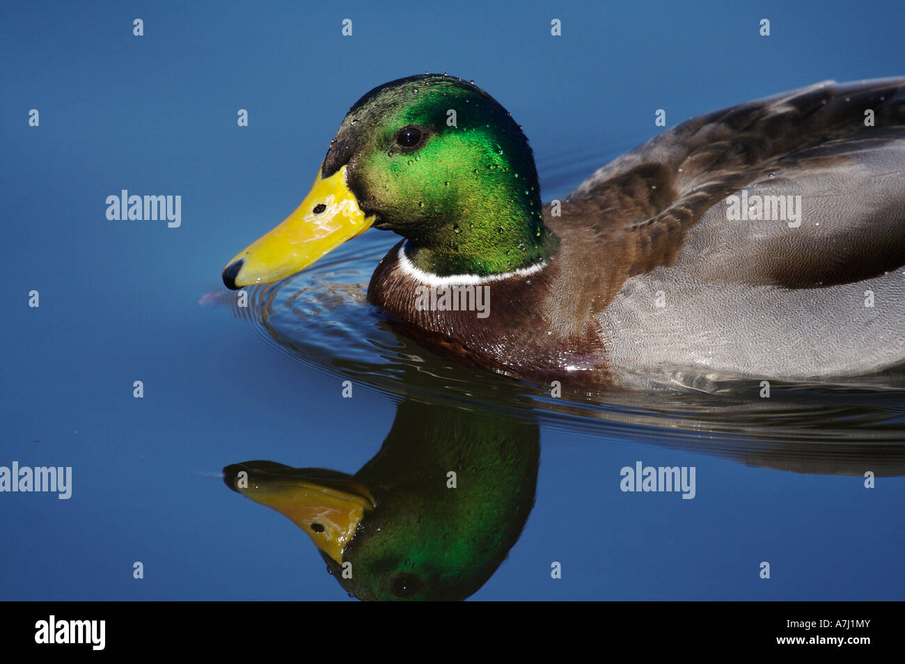 Duck/Mallard (Anas platyrhynchos, family Anatidae Stock Photo - Alamy
