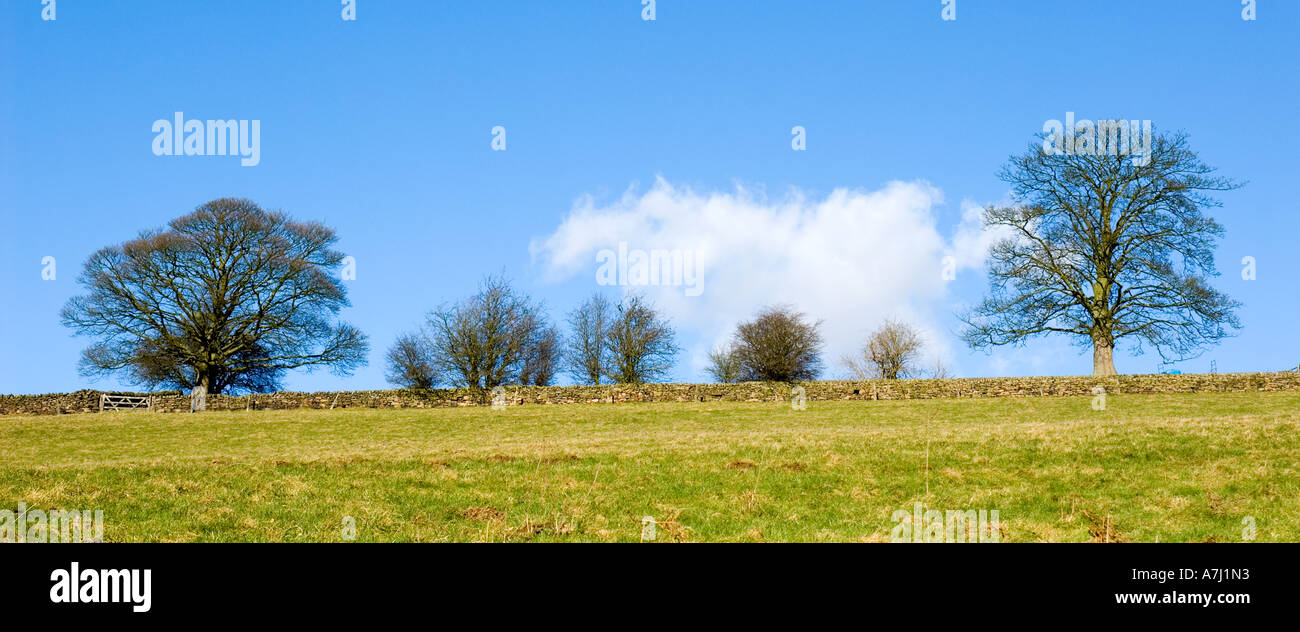 Skyline Trees Peak District Derbyshire United Kingdom Stock Photo - Alamy