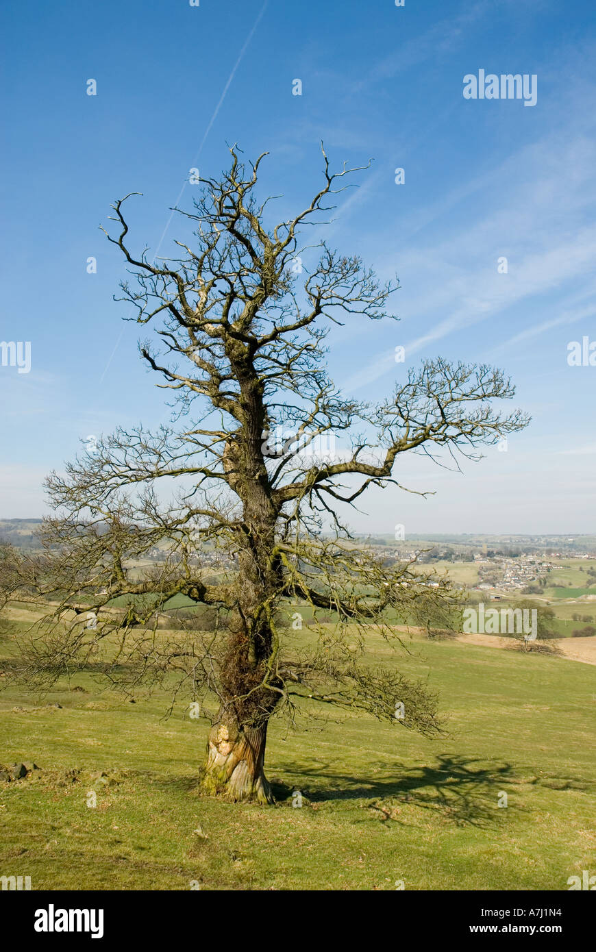 Old coppice tree hi-res stock photography and images - Alamy