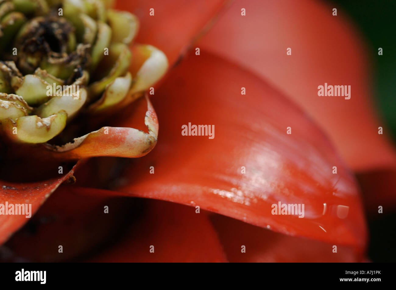 Earthstar (Family Geastraceae, class Gasteromycetes Stock Photo - Alamy