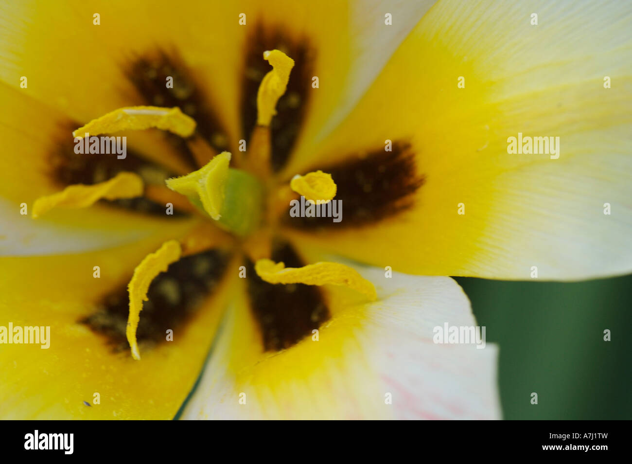 Fosteriana Tulip (Genus Tulipa, family Liliaceae Stock Photo - Alamy