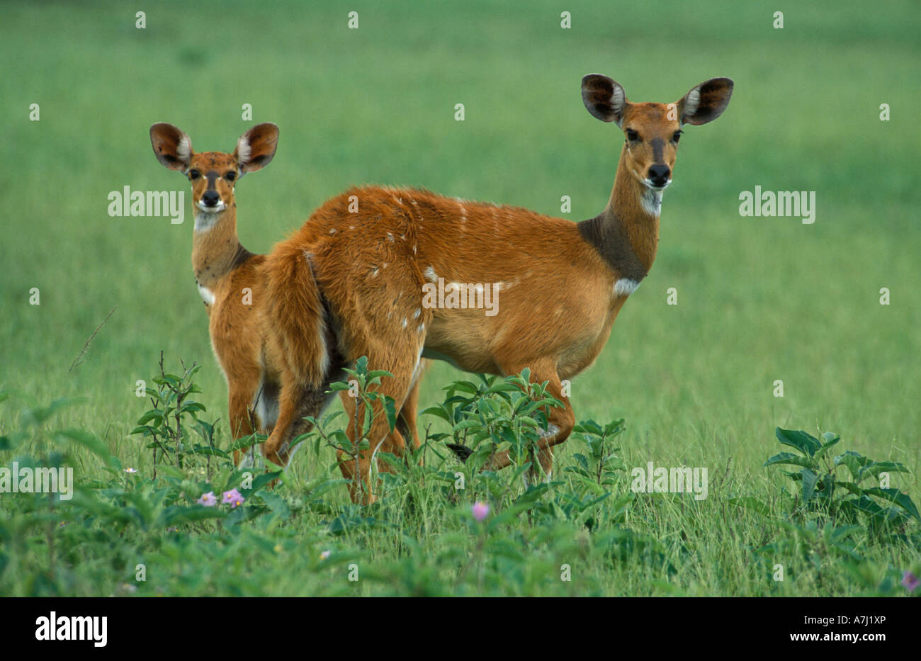 Bushbuck with young (Tragelaphus scriptus), Queen Elizabeth National ...
