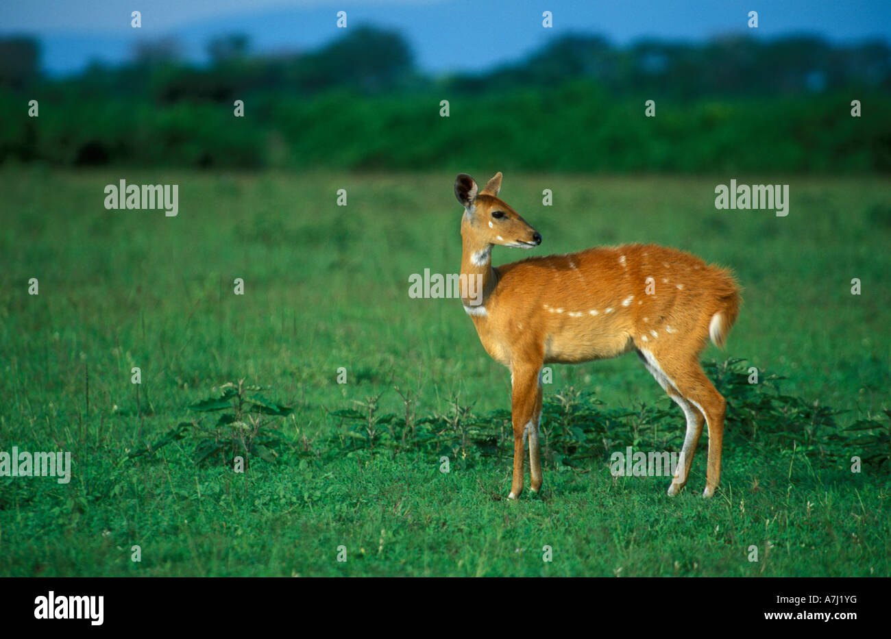 Bushbuck (Tragelaphus scriptus), Queen Elizabeth National Park, Uganda ...