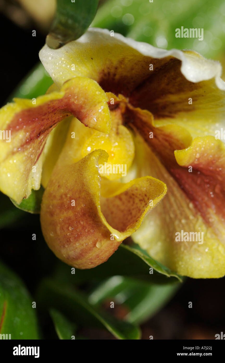 Lady Slipper Orchid (Family Orchidaceae: numerous genera and species ...