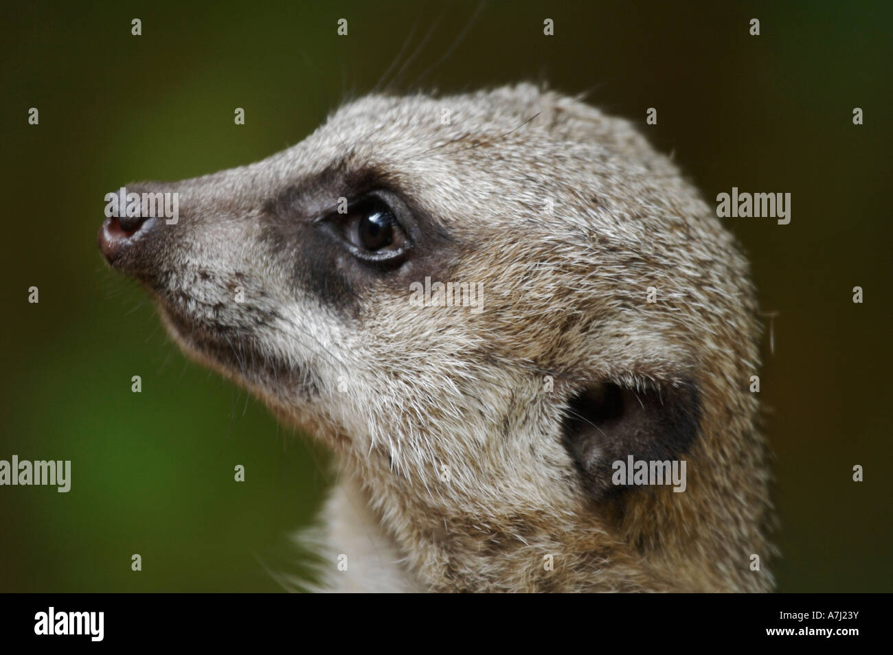 Long tailed mongoose hi-res stock photography and images - Alamy