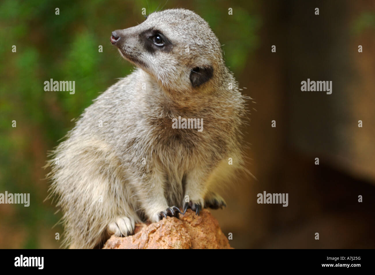 Mongoose Meerkat (Suricate family Herpestidae Stock Photo - Alamy
