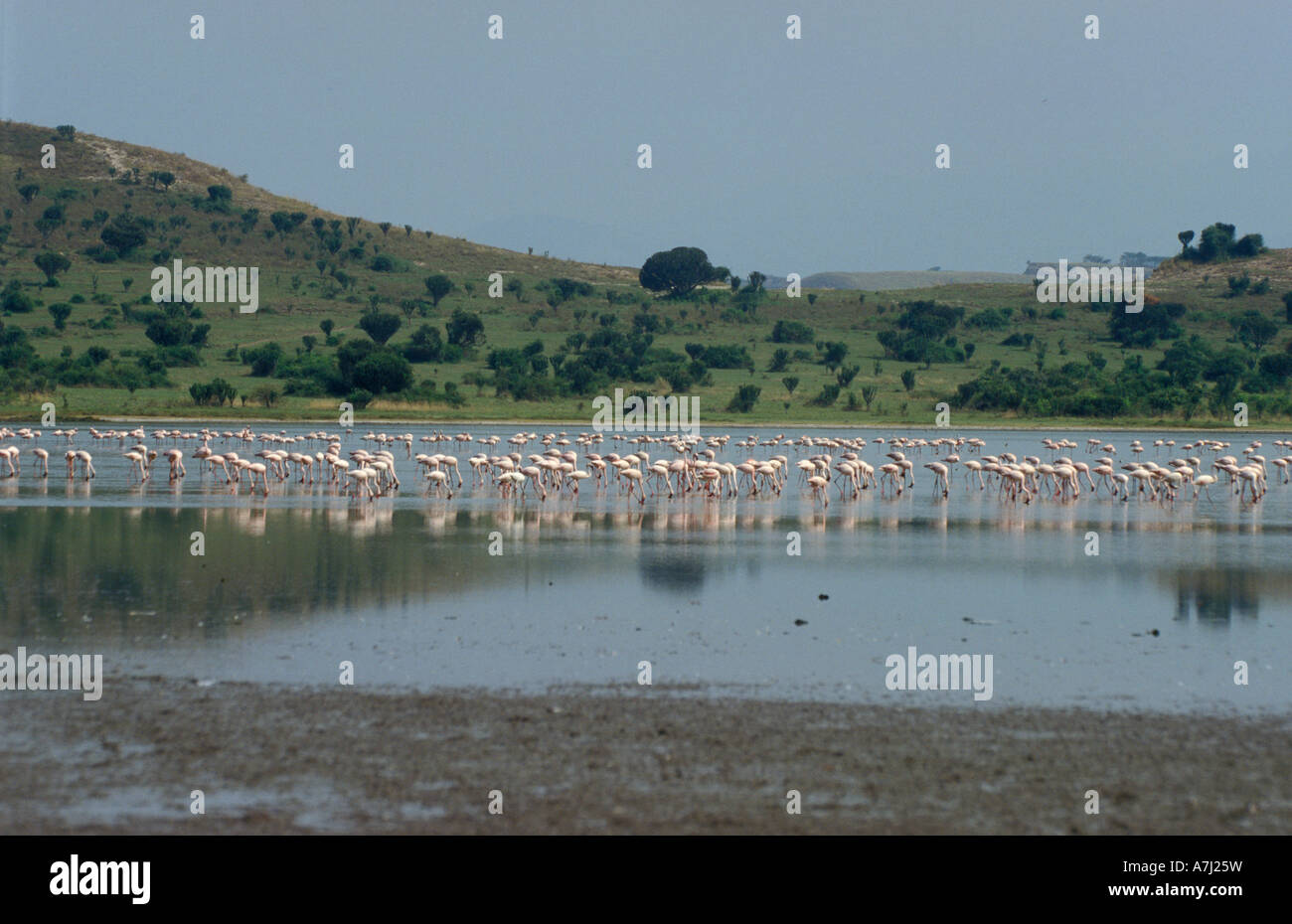 Flamingos in Munyanyange lake at Katwe town Queen Elizabeth National ...