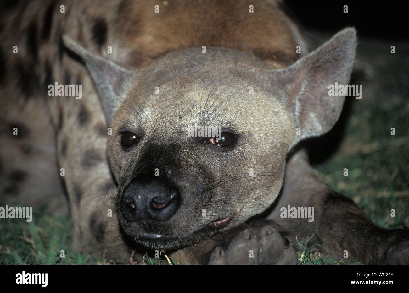 Spotted hyena (crocuta crocuta), Queen Elizabeth National Park, Uganda ...