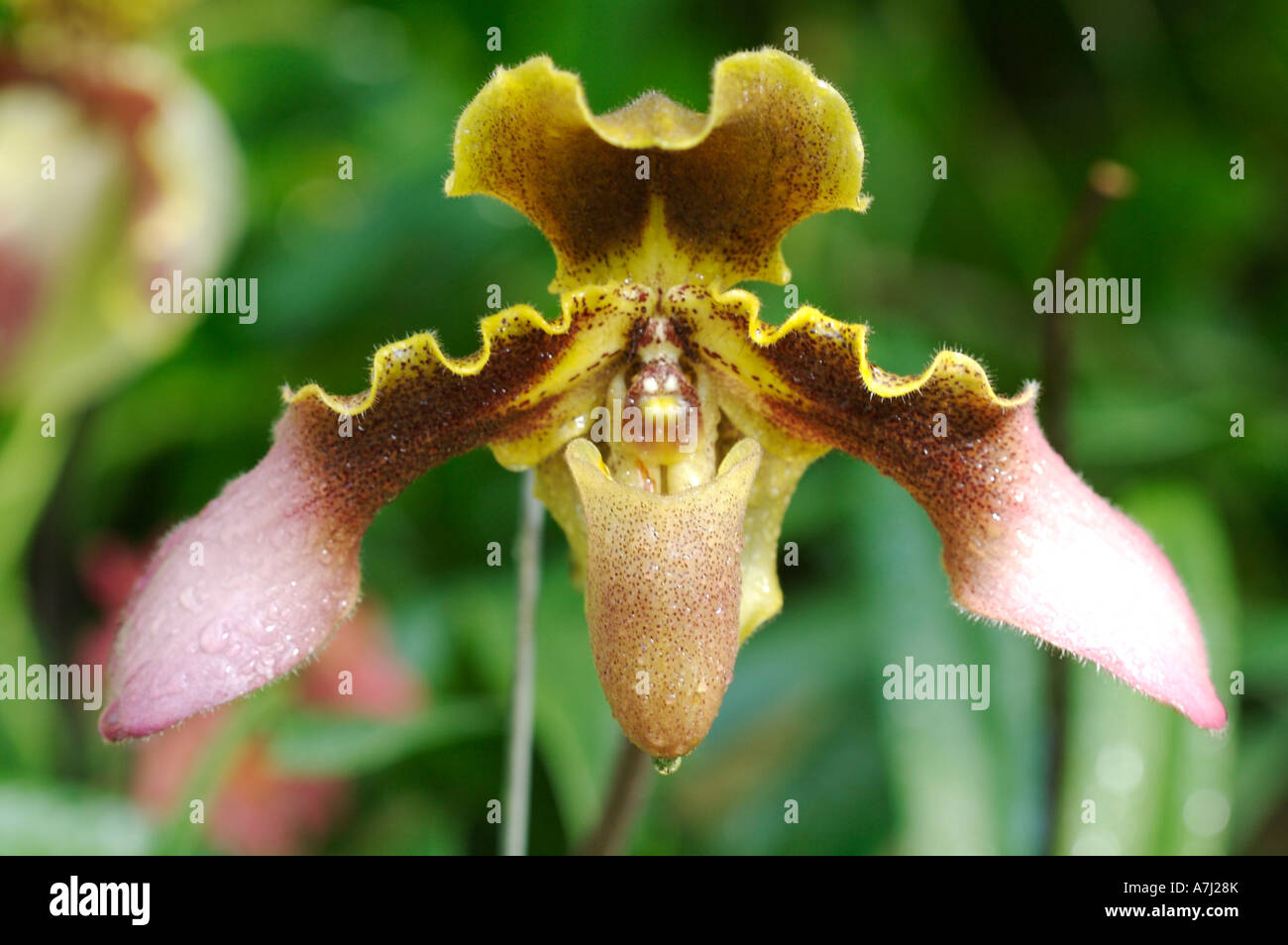 Orchid (Family Orchidaceae: numerous genera and species Stock Photo - Alamy