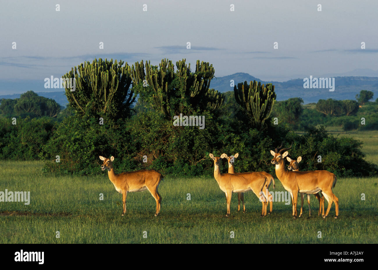 Uganda Kob (Kobus kob), Queen Elizabeth National Park, Uganda Stock ...