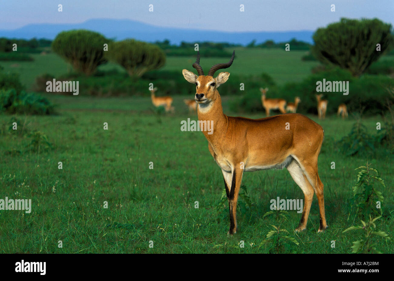 Uganda Kob (Kobus kob), Queen Elizabeth National Park, Uganda Stock ...