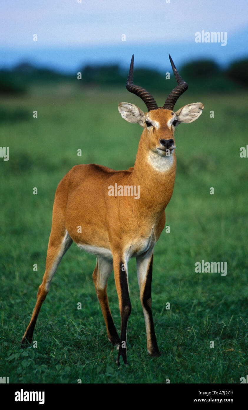 Uganda Kob (Kobus kob), Queen Elizabeth National Park, Uganda Stock ...
