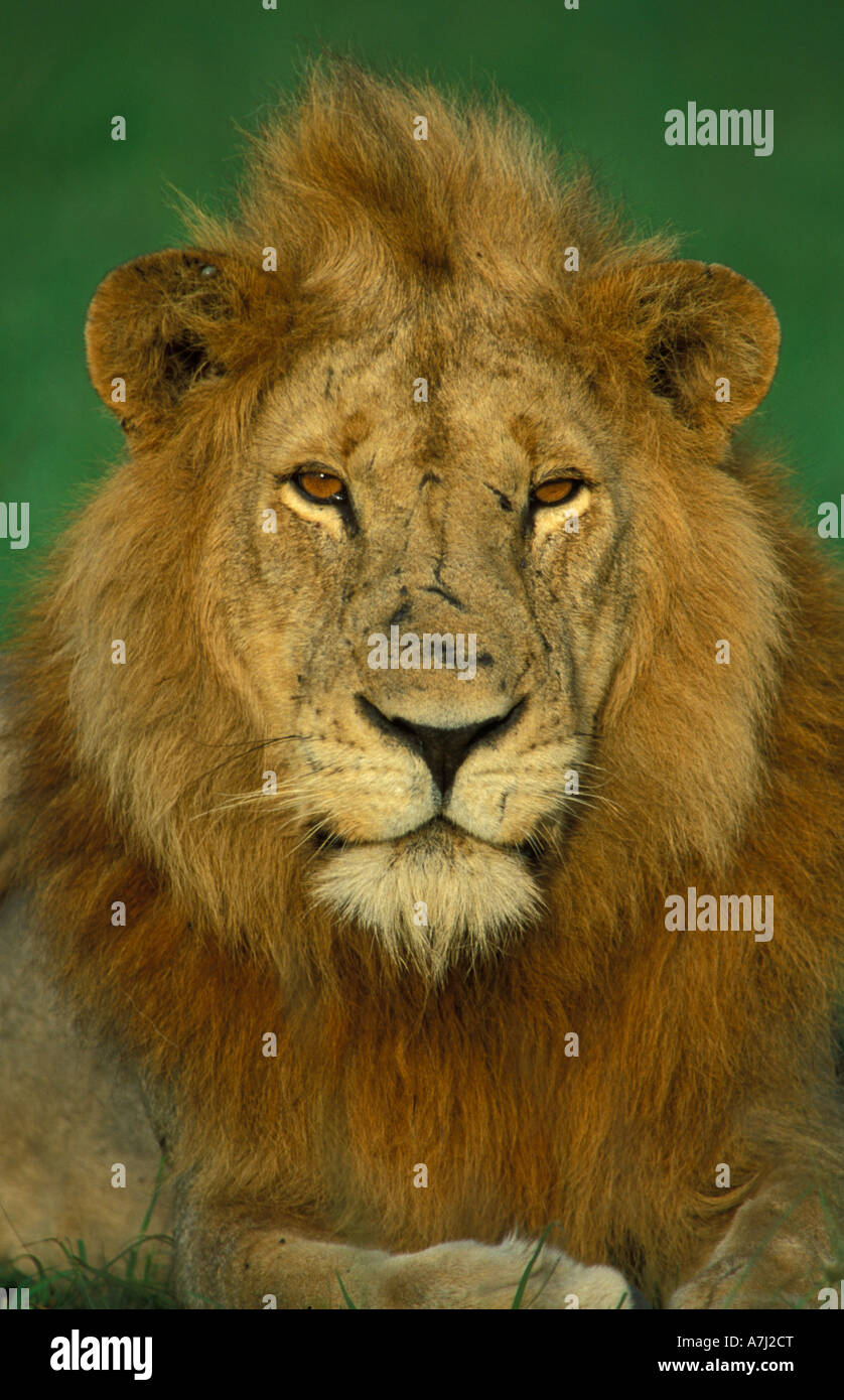 male Lion (Panthera leo), Queen Elizabeth National Park, Uganda Stock ...